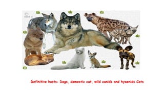 TOXOCARIASIS.pptx in depth review of toxocariasis | PPT