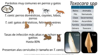 Toxocariasis ocular (Larva migrans, Toxocara canis y cati, helmintos ...