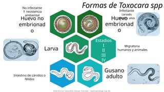 Toxocariasis ocular (Larva migrans, Toxocara canis y cati, helmintos ...