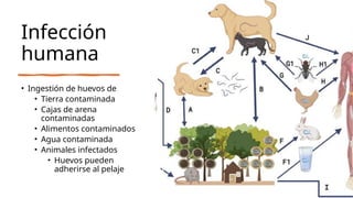 Toxocariasis ocular (Larva migrans, Toxocara canis y cati, helmintos ...