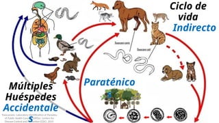Toxocariasis ocular (Larva migrans, Toxocara canis y cati, helmintos ...