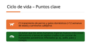 Toxocariasis ocular (Larva migrans, Toxocara canis y cati, helmintos ...