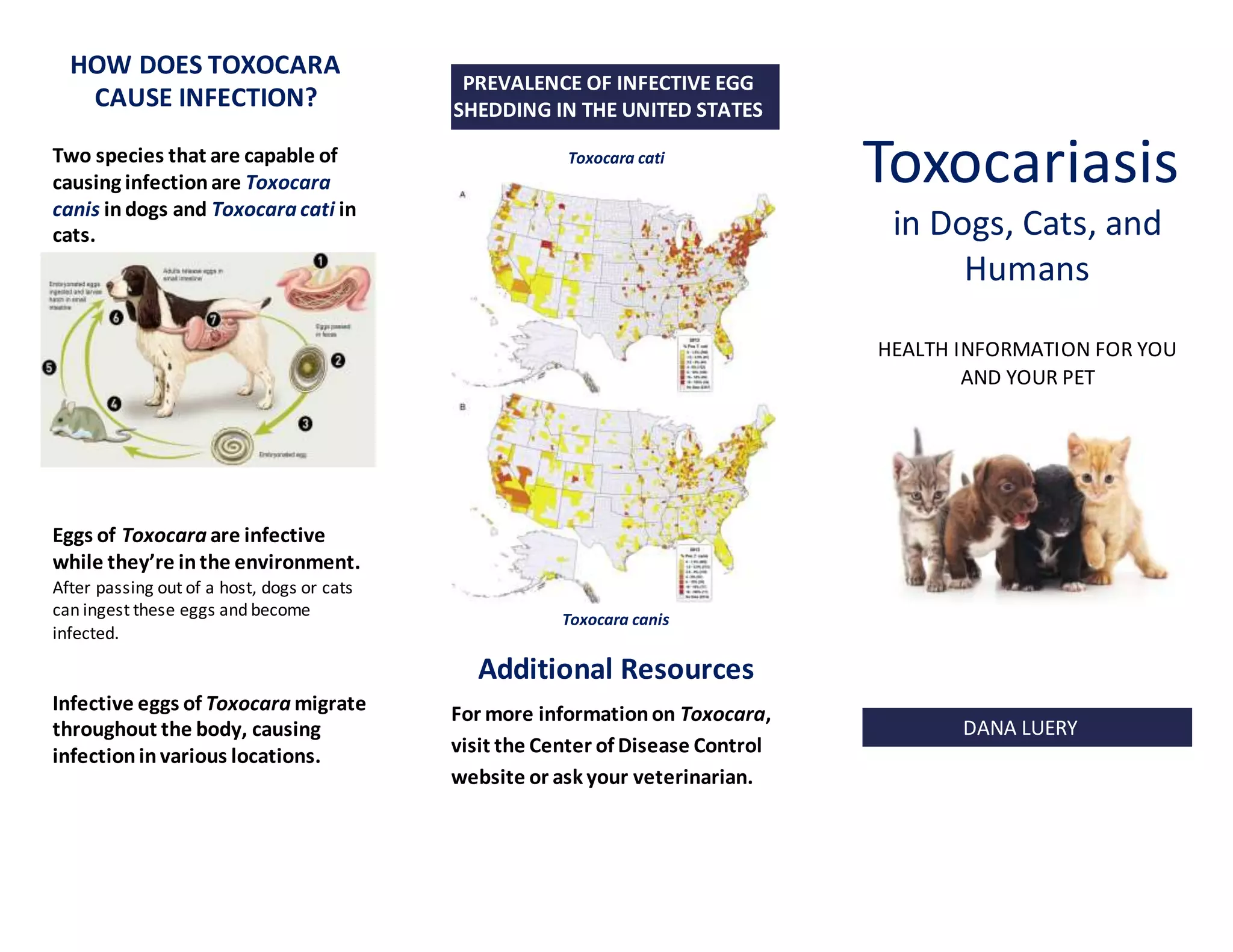 Toxocariasis | DOCX