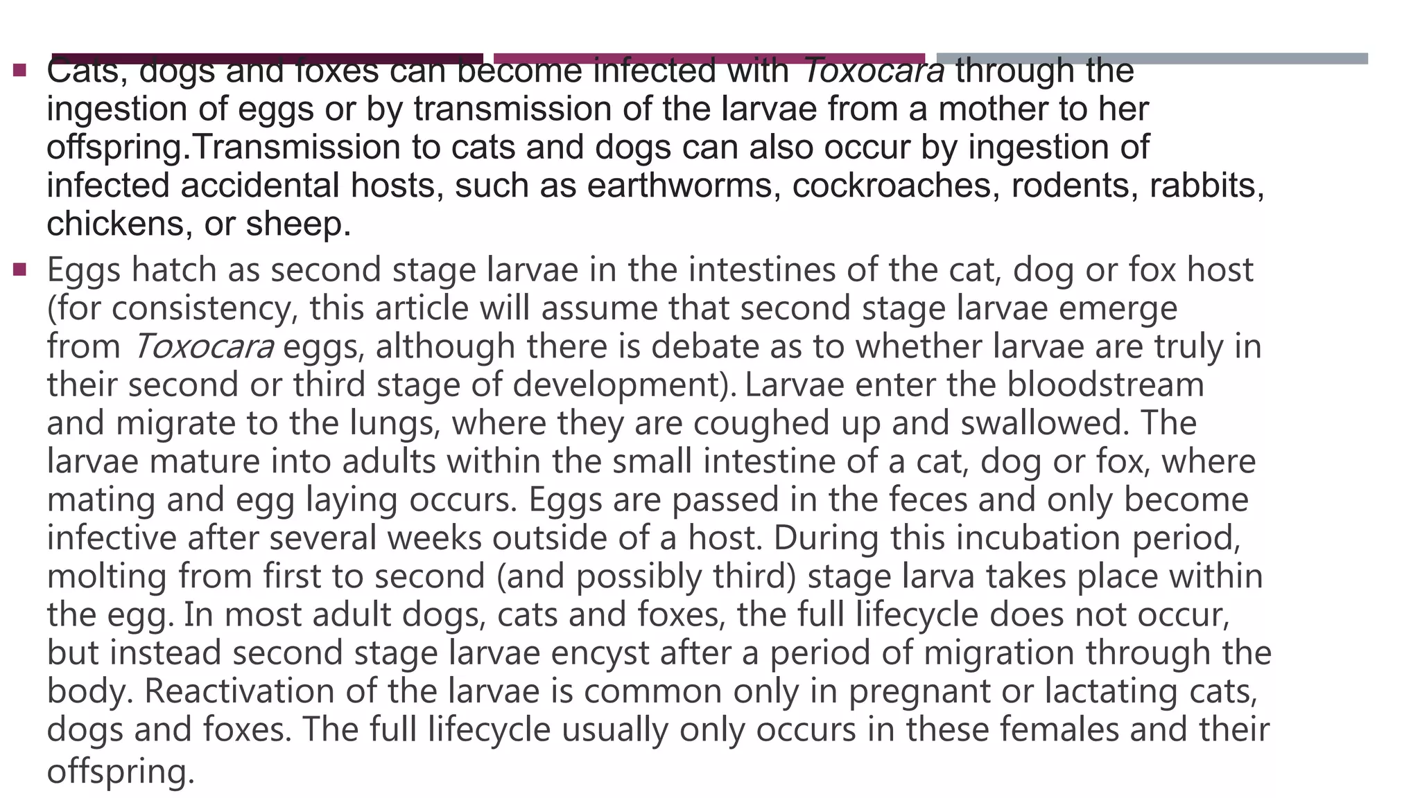 Toxocariasis (roundworms) | PPTX