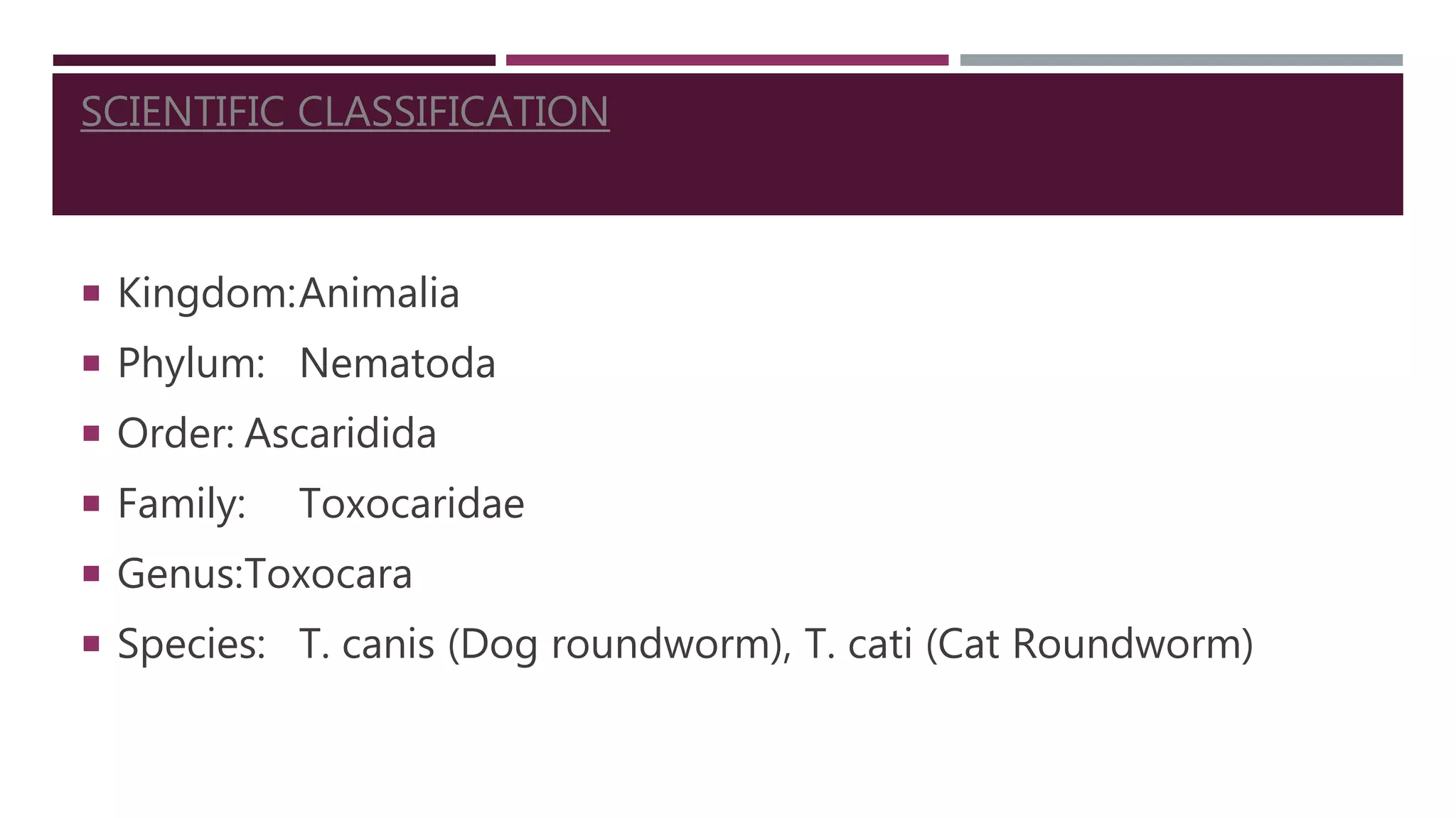 Toxocariasis (roundworms) | PPTX