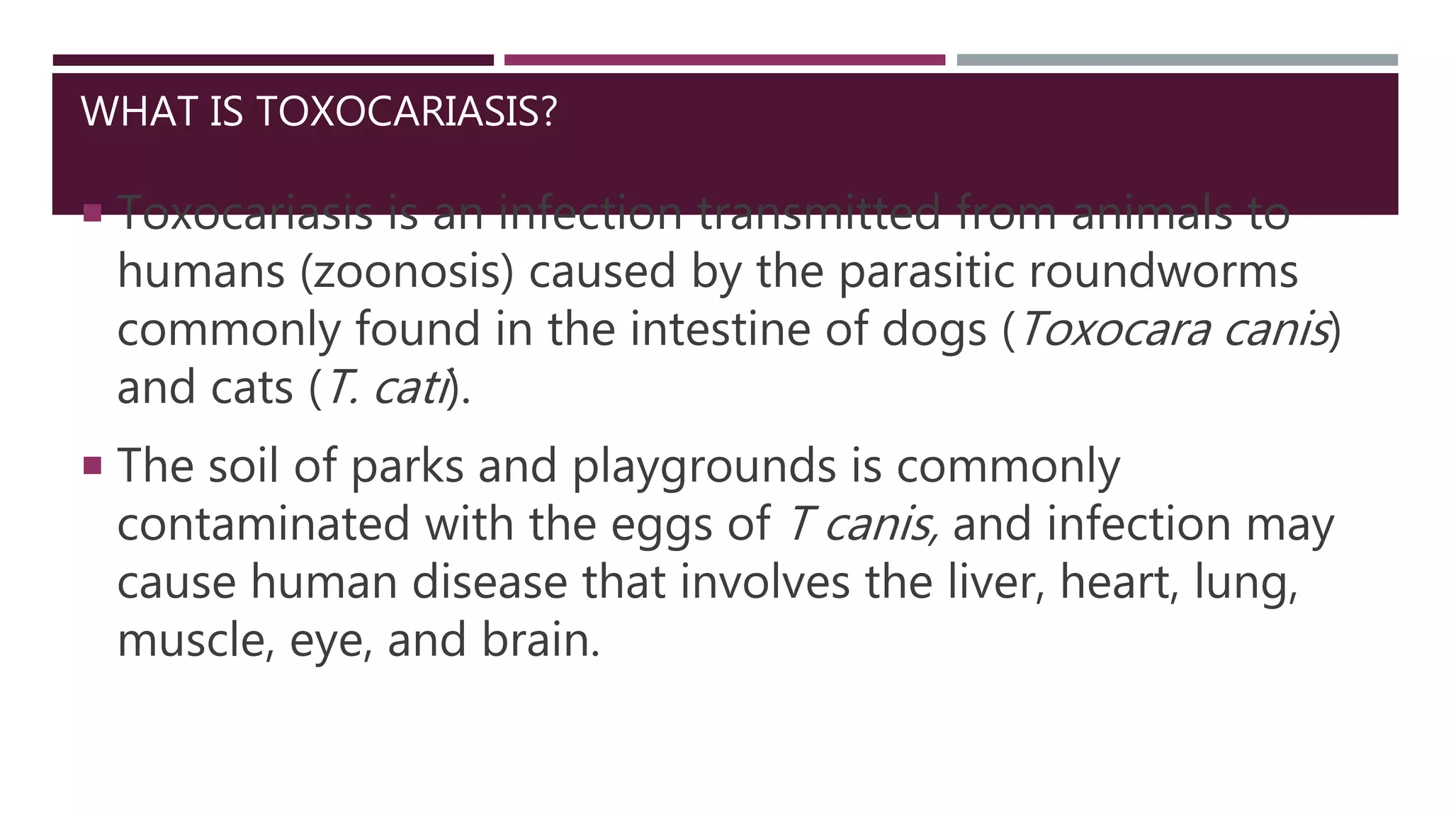 Toxocariasis (roundworms) | PPTX