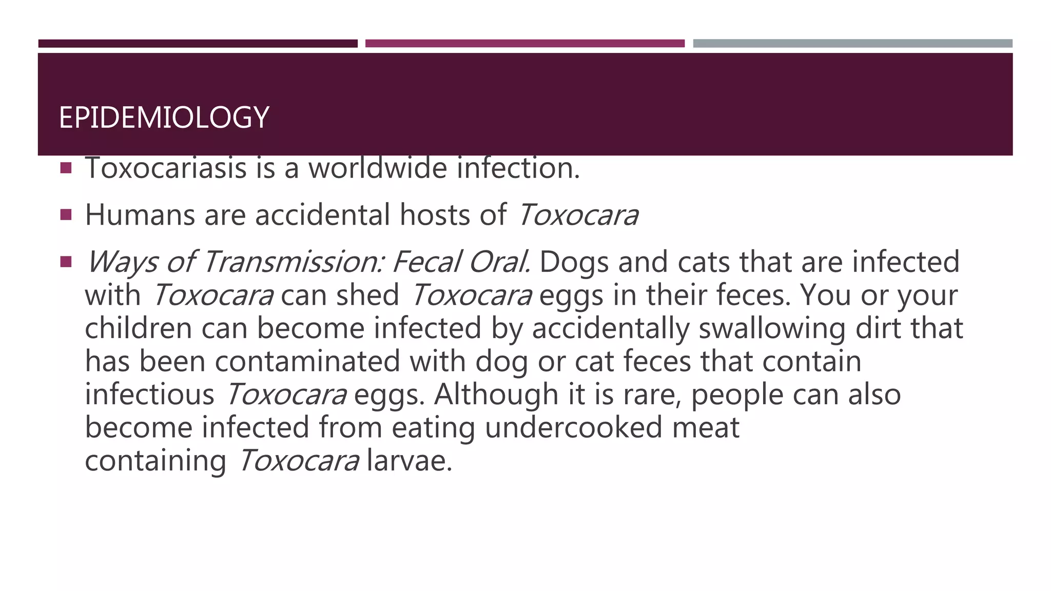 Toxocariasis (roundworms) | PPTX