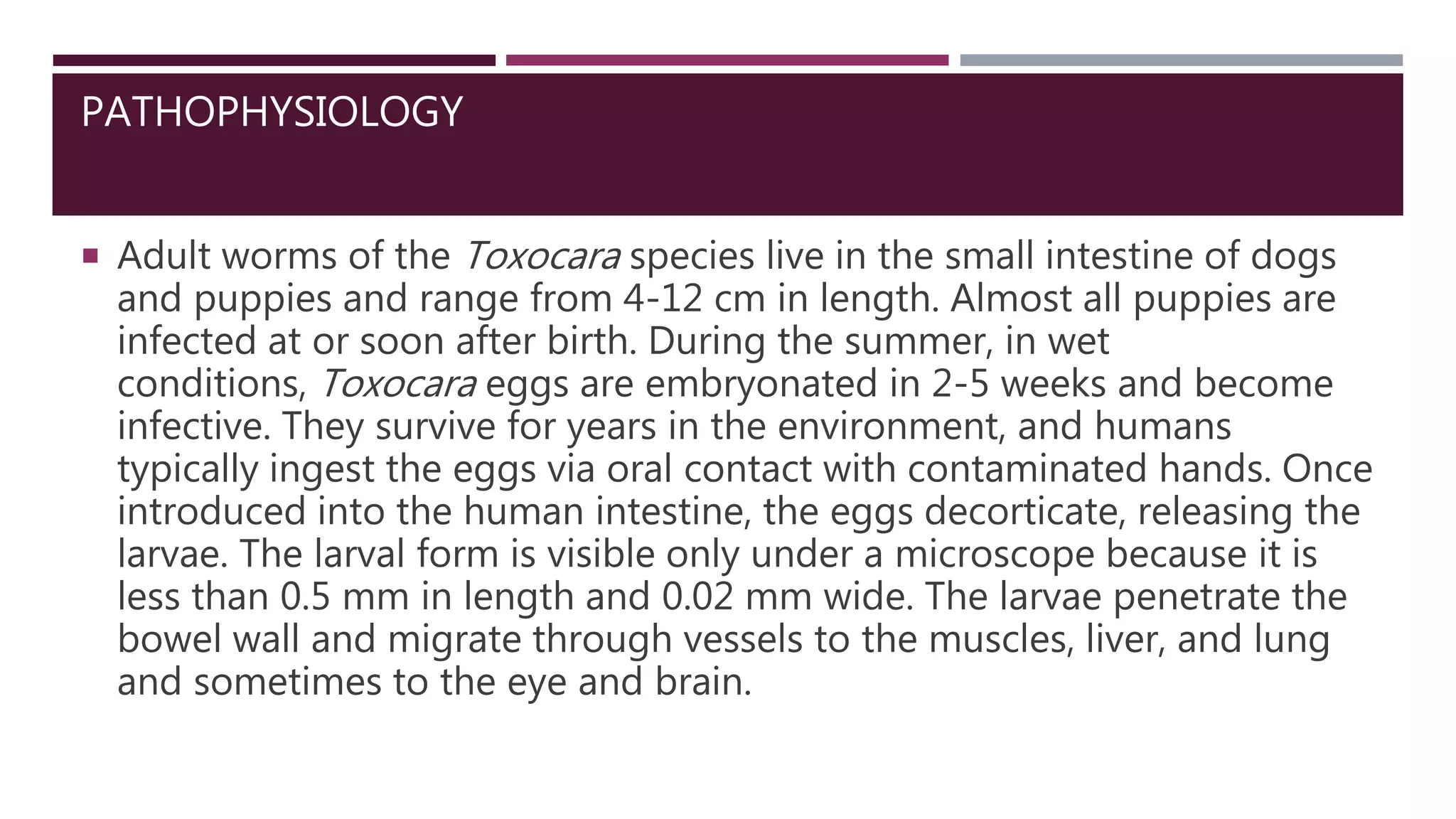 Toxocariasis (roundworms) | PPTX