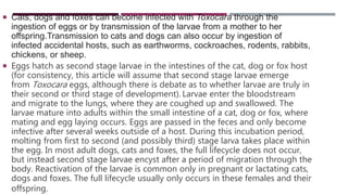 Toxocariasis (roundworms) | PPTX