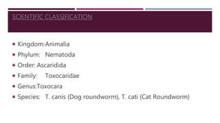 Toxocariasis (roundworms) | PPTX