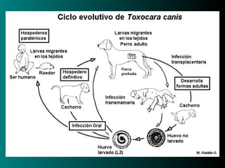 toxocariasis | PPT