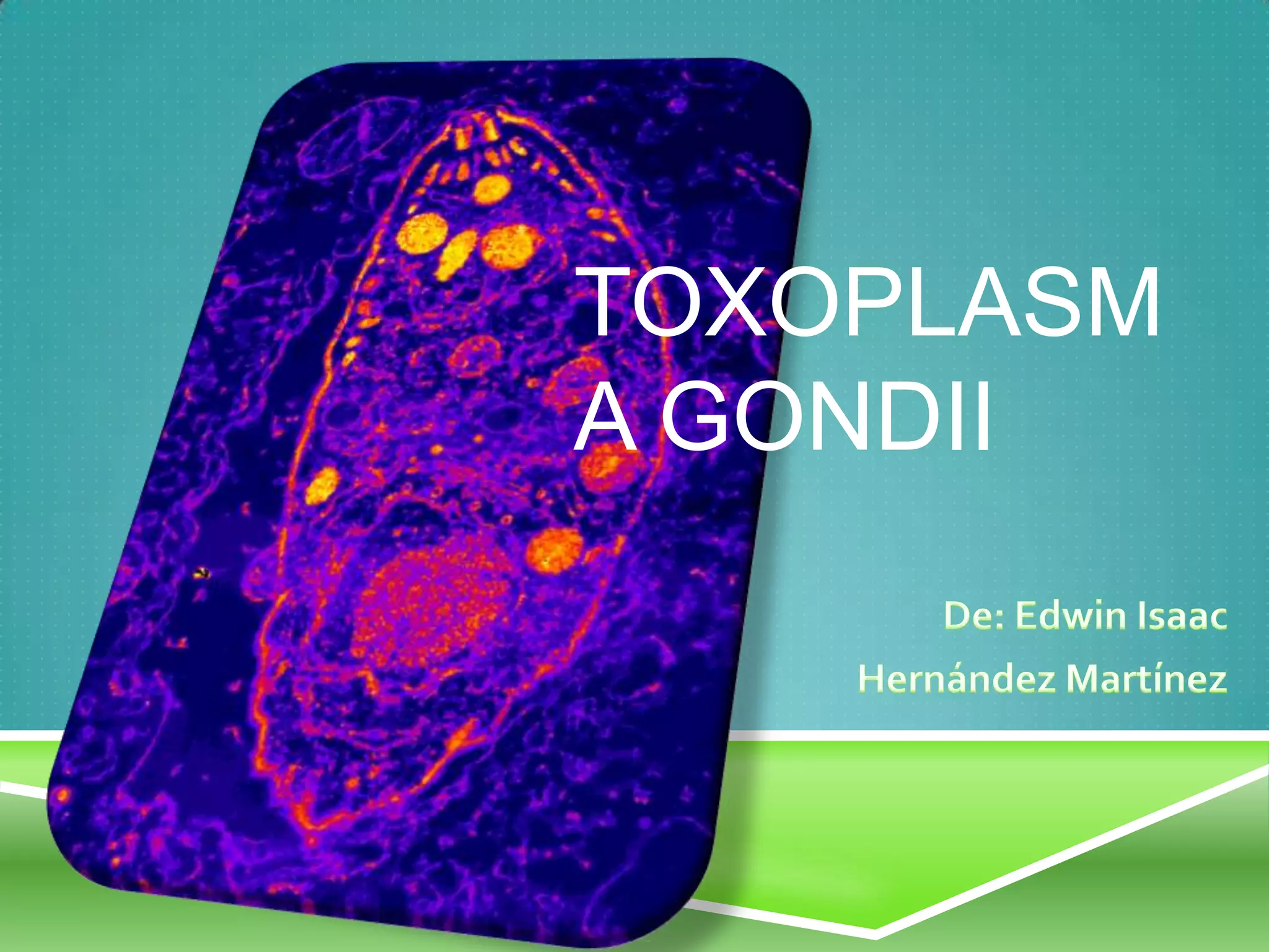 Toxoplasma gondii | PPT