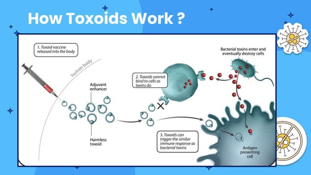 TOXOIDS.pptx