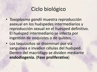 Toxoplasma | PPTX