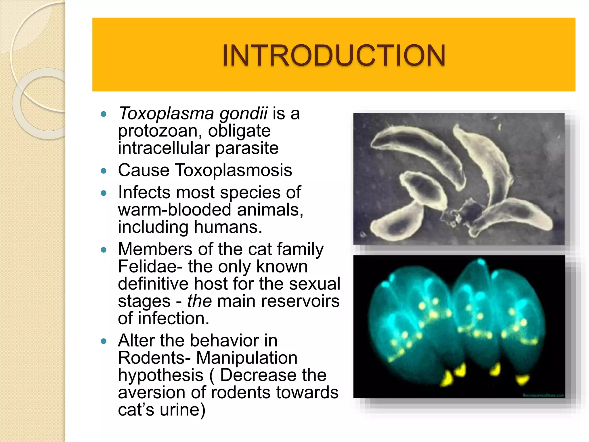 Toxoplasma | PPTX