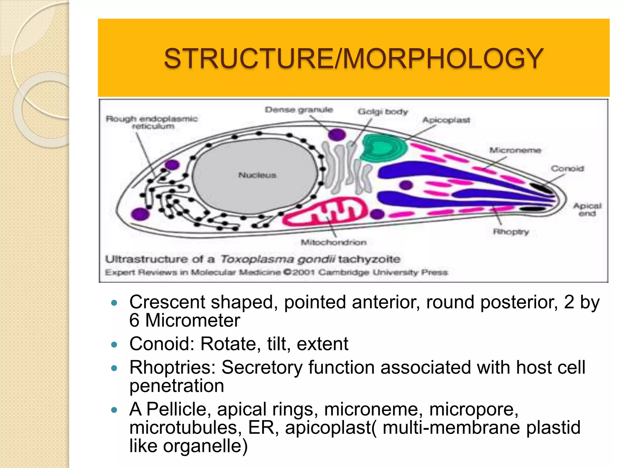 Toxoplasma | PPTX