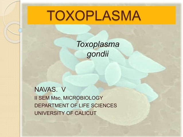 Toxoplasma | PPTX | Infectious Diseases | Diseases and Conditions