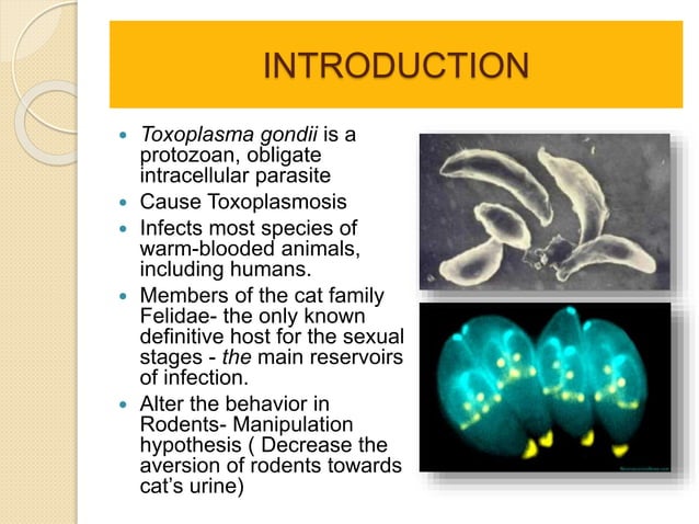 Toxoplasma | PPTX | Infectious Diseases | Diseases and Conditions
