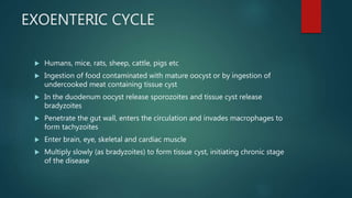 Toxoplasma | PPTX