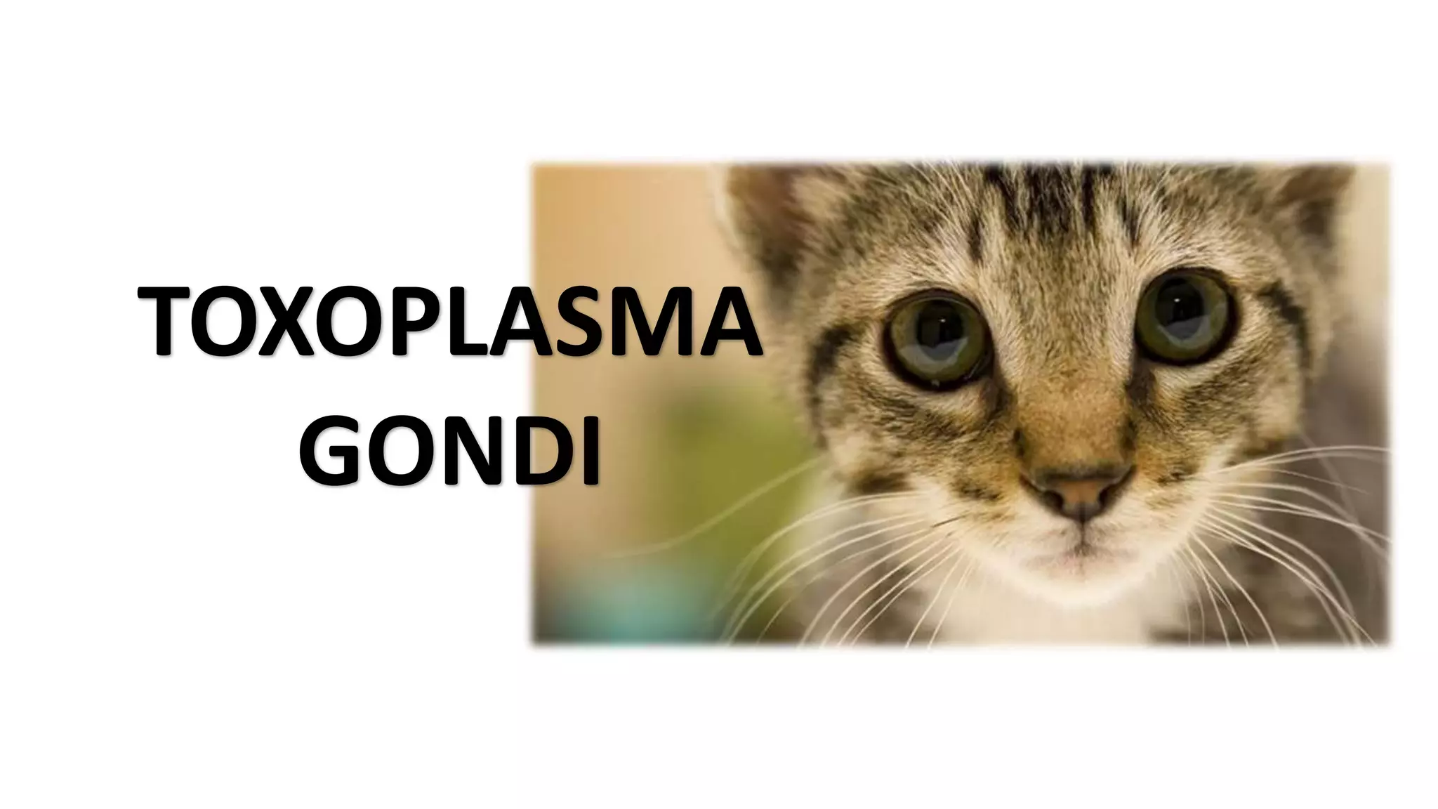 Toxoplasma | PPTX