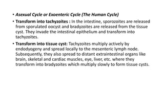 Toxoplasma | PPTX