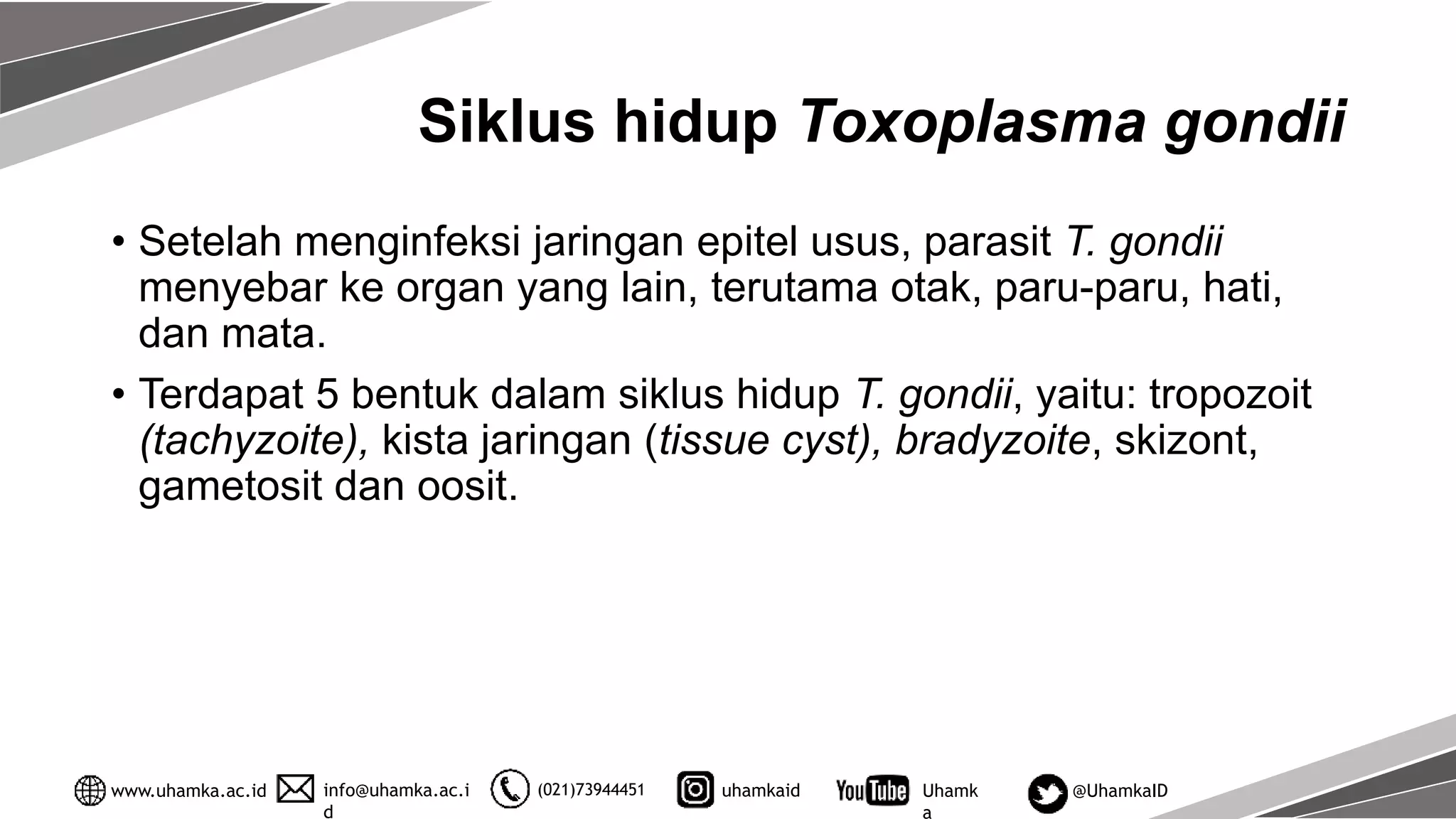 Toxoplasma.pptx