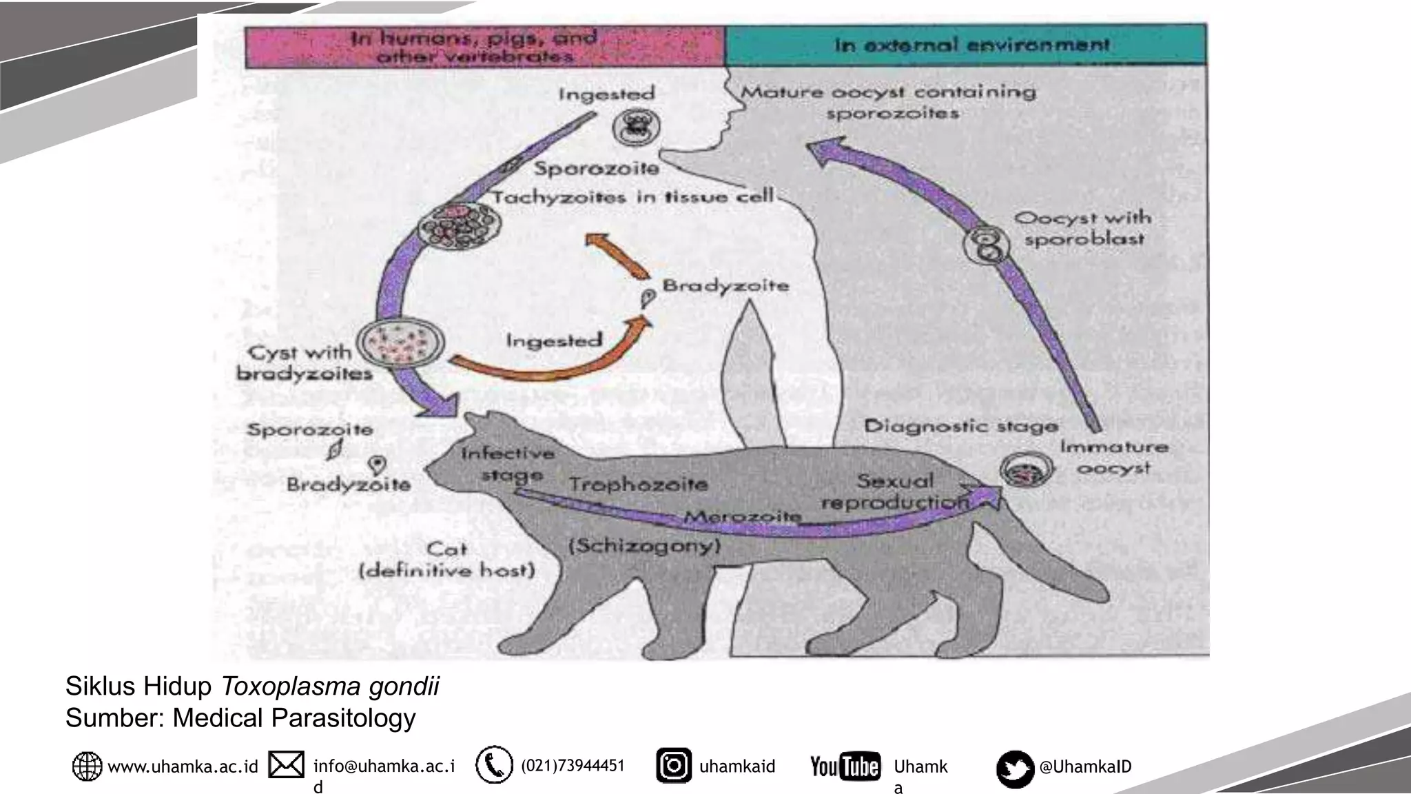 Toxoplasma.pptx