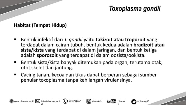 Toxoplasma.pptx