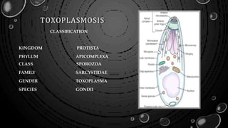 toxoplasma.pptx