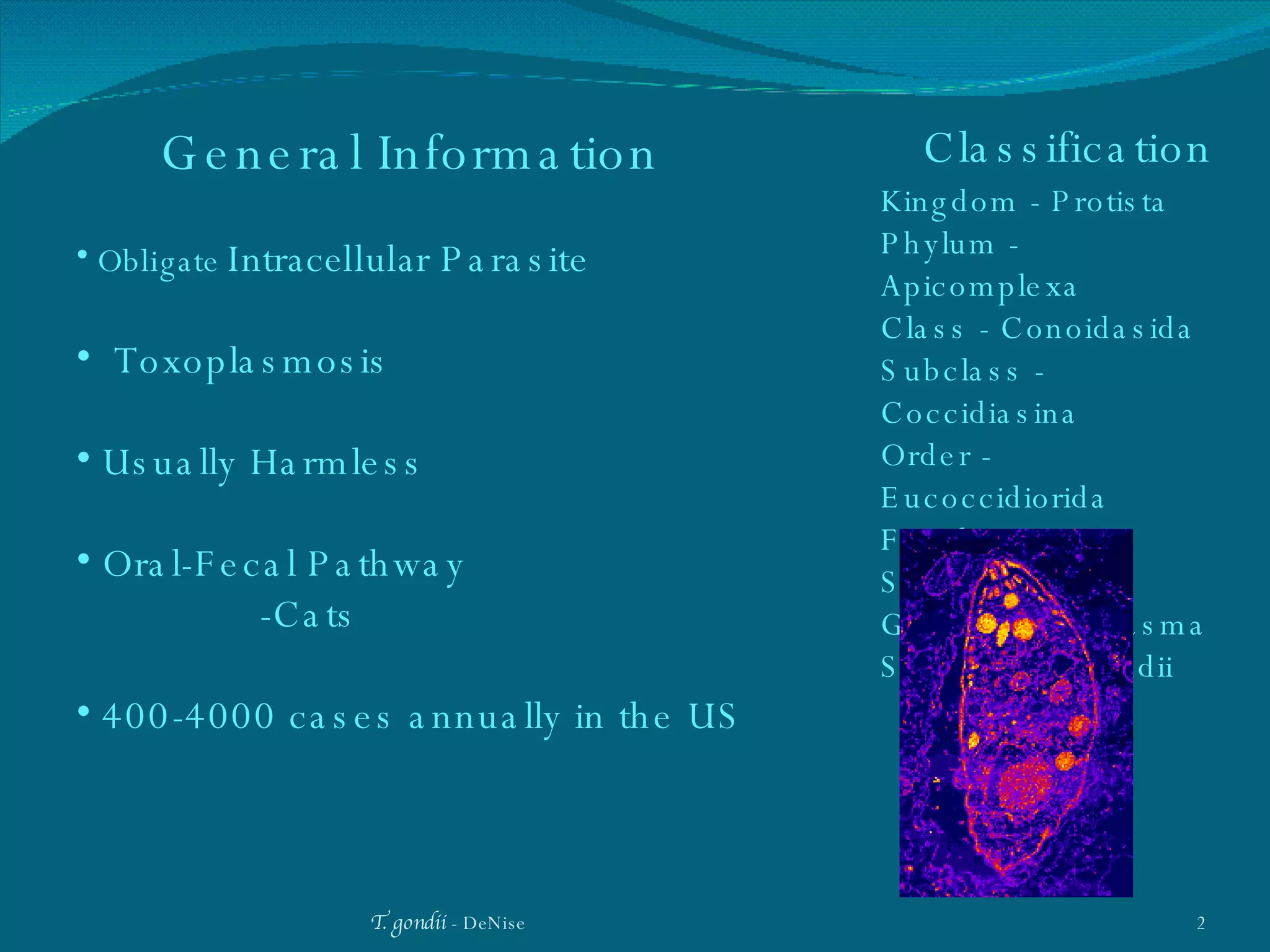Toxoplasma Gondii26 | PPT