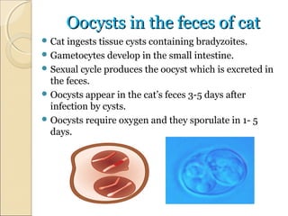 Toxoplasma gondii, isospoa, cryptosporidium | PPT