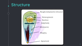 Toxoplasma gondi.pptx