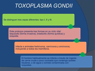 Toxoplasma gondii | PPTX