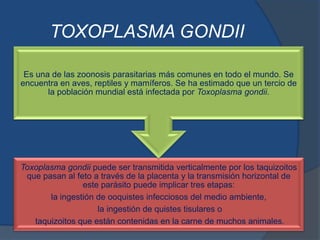 Toxoplasma gondii | PPTX