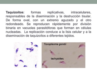 Toxoplasma gondii | PPTX