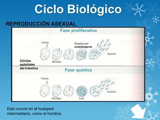 Toxoplasma gondii | PPTX