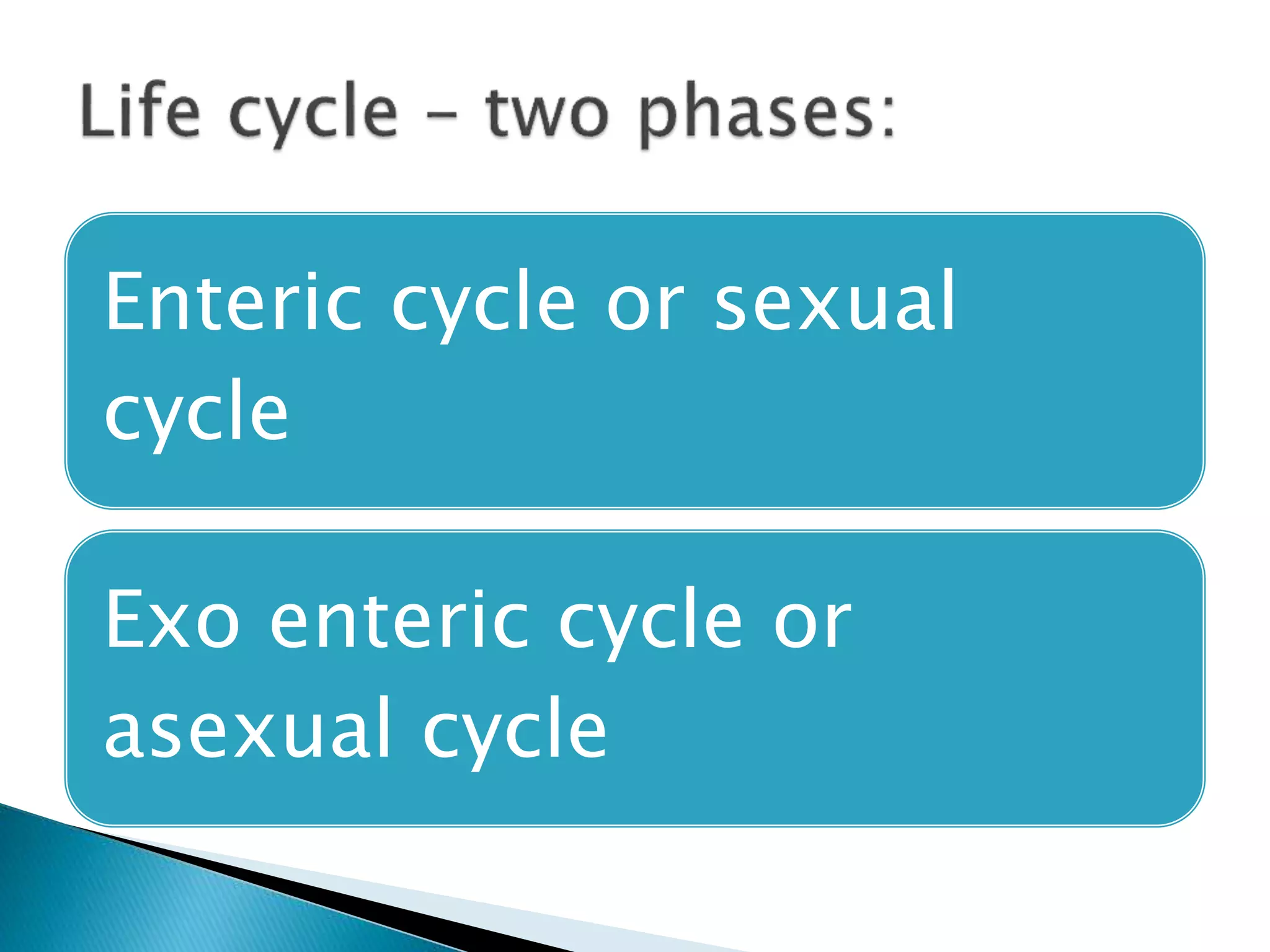Toxoplasma gondii | PPTX