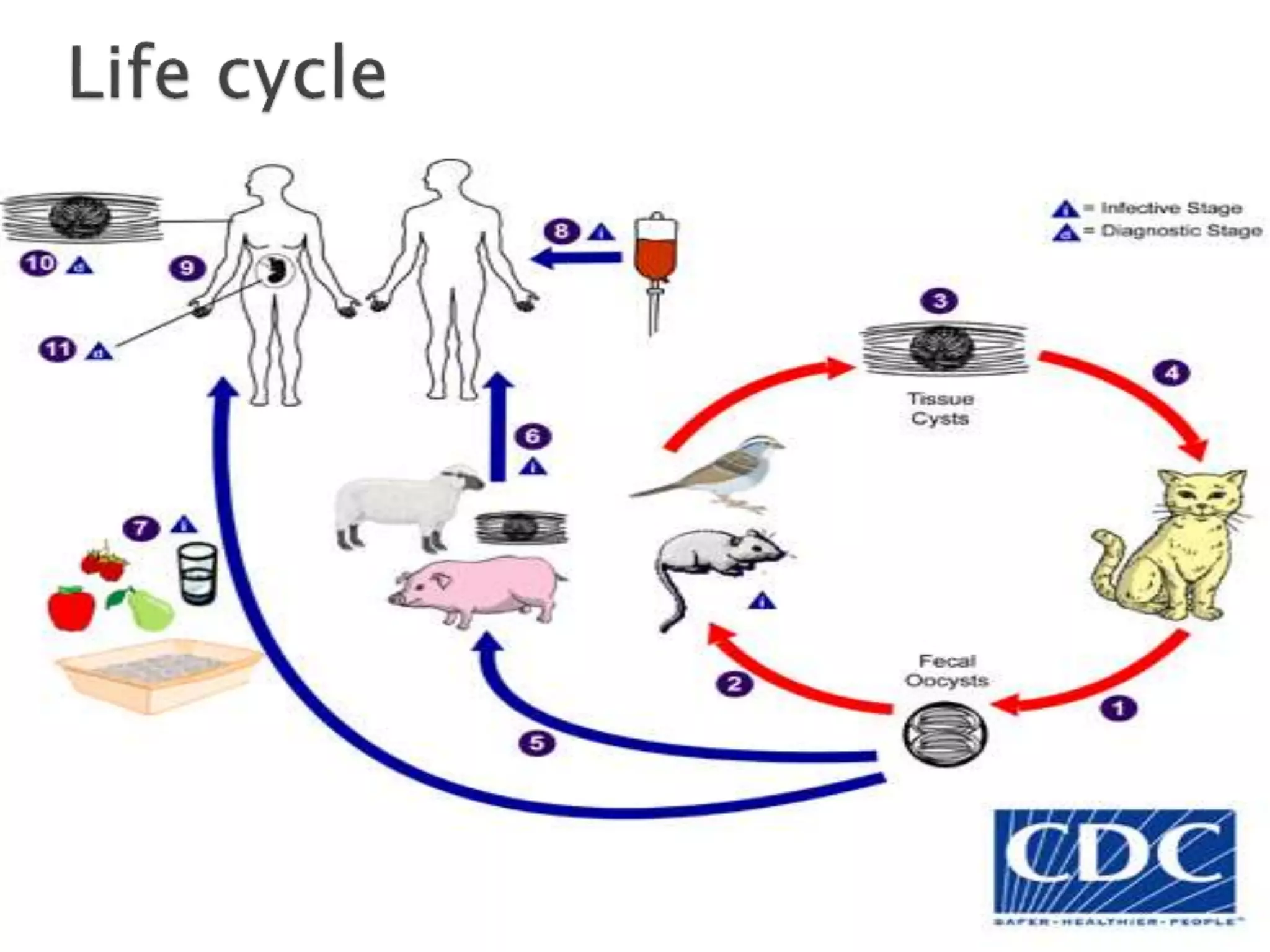 Toxoplasma gondii | PPTX