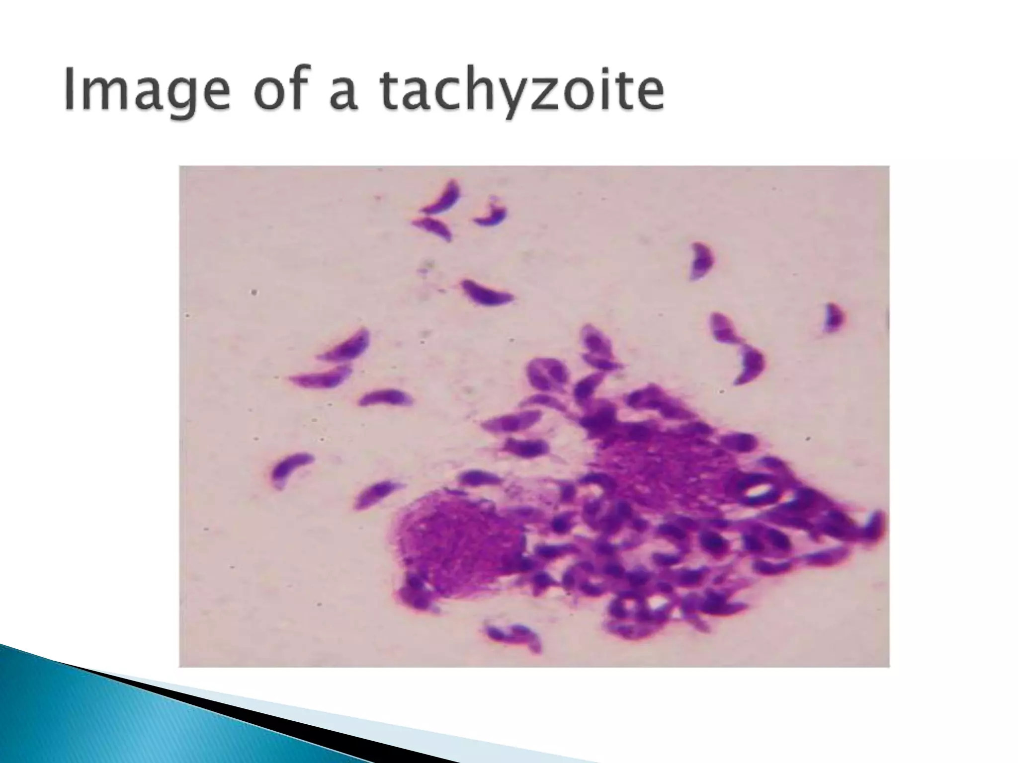 Toxoplasma gondii | PPTX