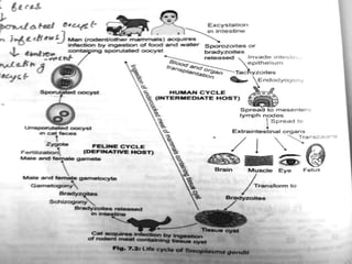 Toxoplasma gondii | PPTX