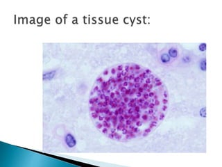 Toxoplasma gondii | PPTX
