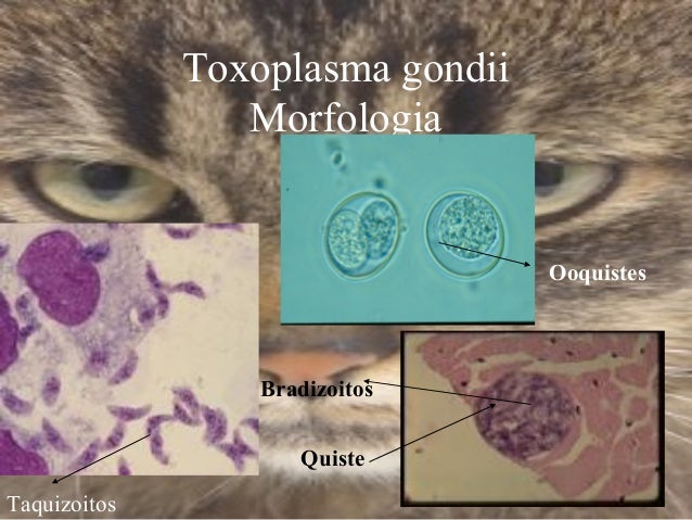 Toxoplasma gondii