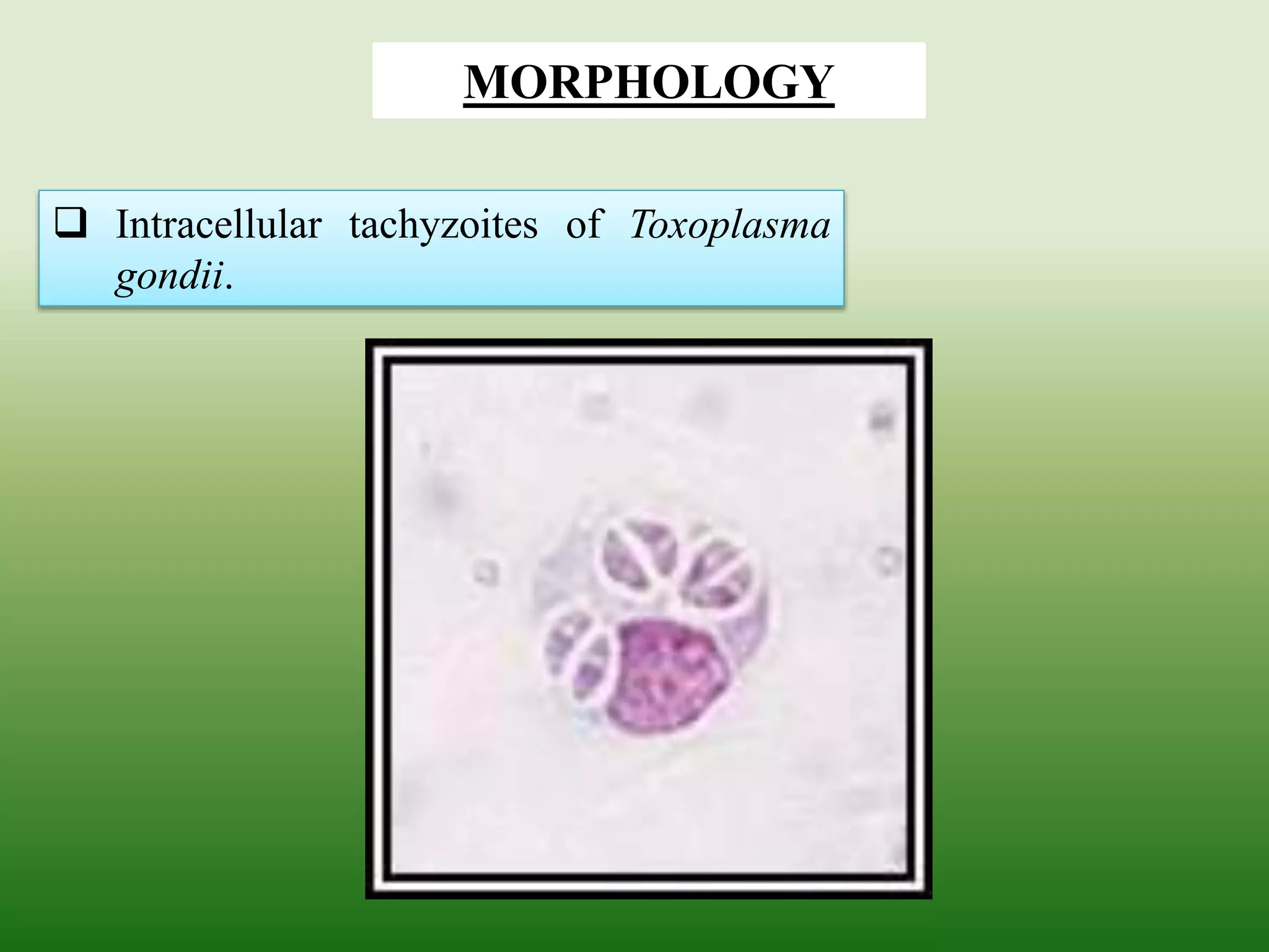 Toxoplasma gondii | PPTX