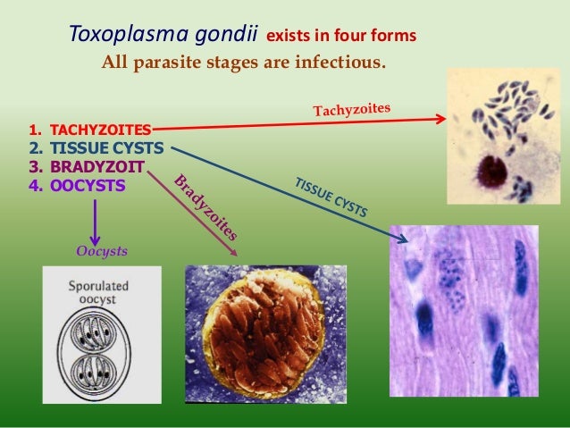 Toxoplasma gondii