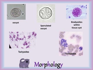 Toxoplasma gondii | PPTX