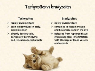 Toxoplasma gondii | PPTX