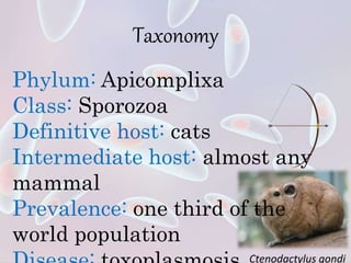 Toxoplasma gondii | PPTX