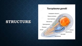 Toxoplasma gondii | PPTX