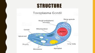 Toxoplasma gondii | PPTX
