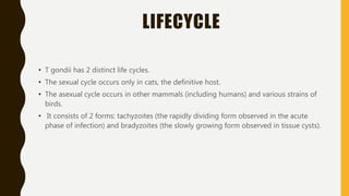 Toxoplasma gondii | PPTX